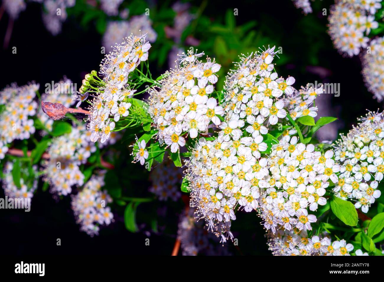 Reeves spirea hi-res stock photography and images - Alamy