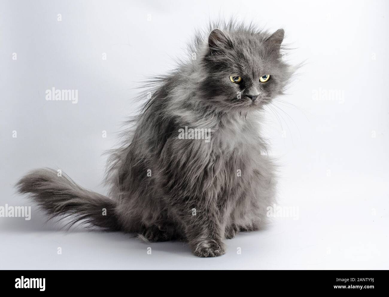 shaggy angry gray adult big fluffy cat on a light background Stock ...