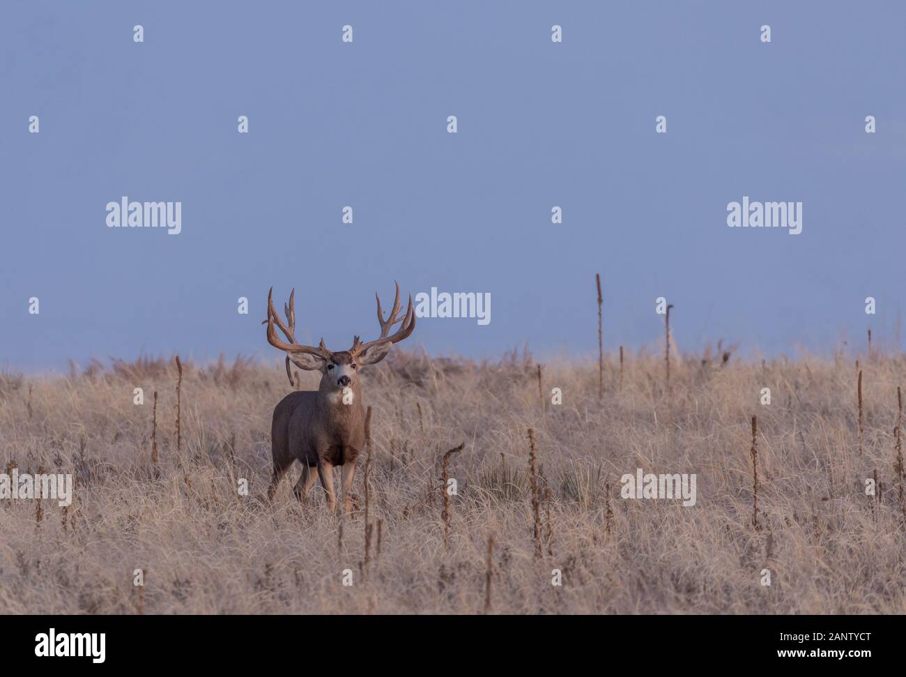 Mule deer Buck in the Fall Rut Stock Photo - Alamy