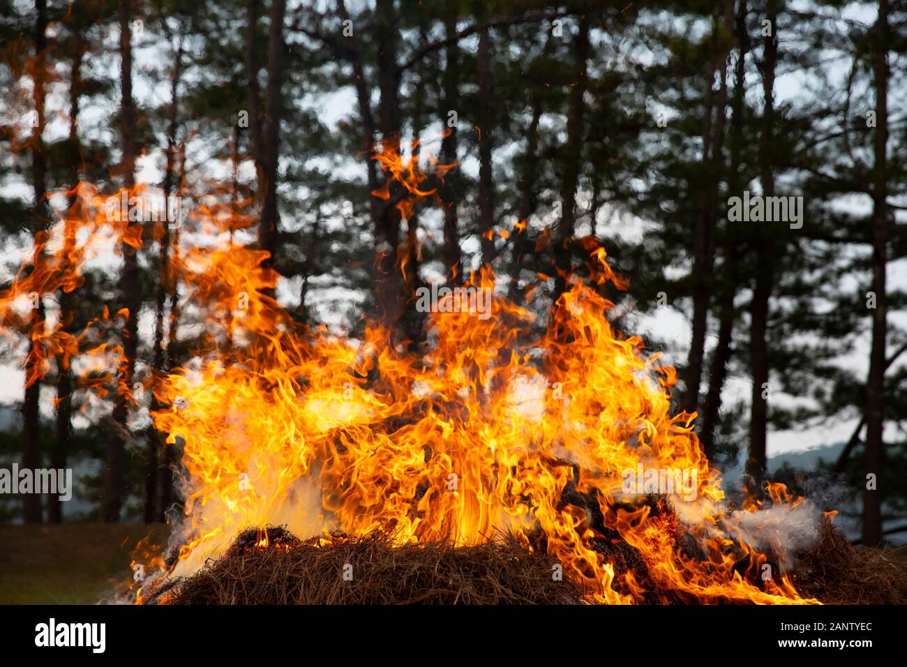 Controlled burning to prevent large scale forest fires Stock Photo - Alamy