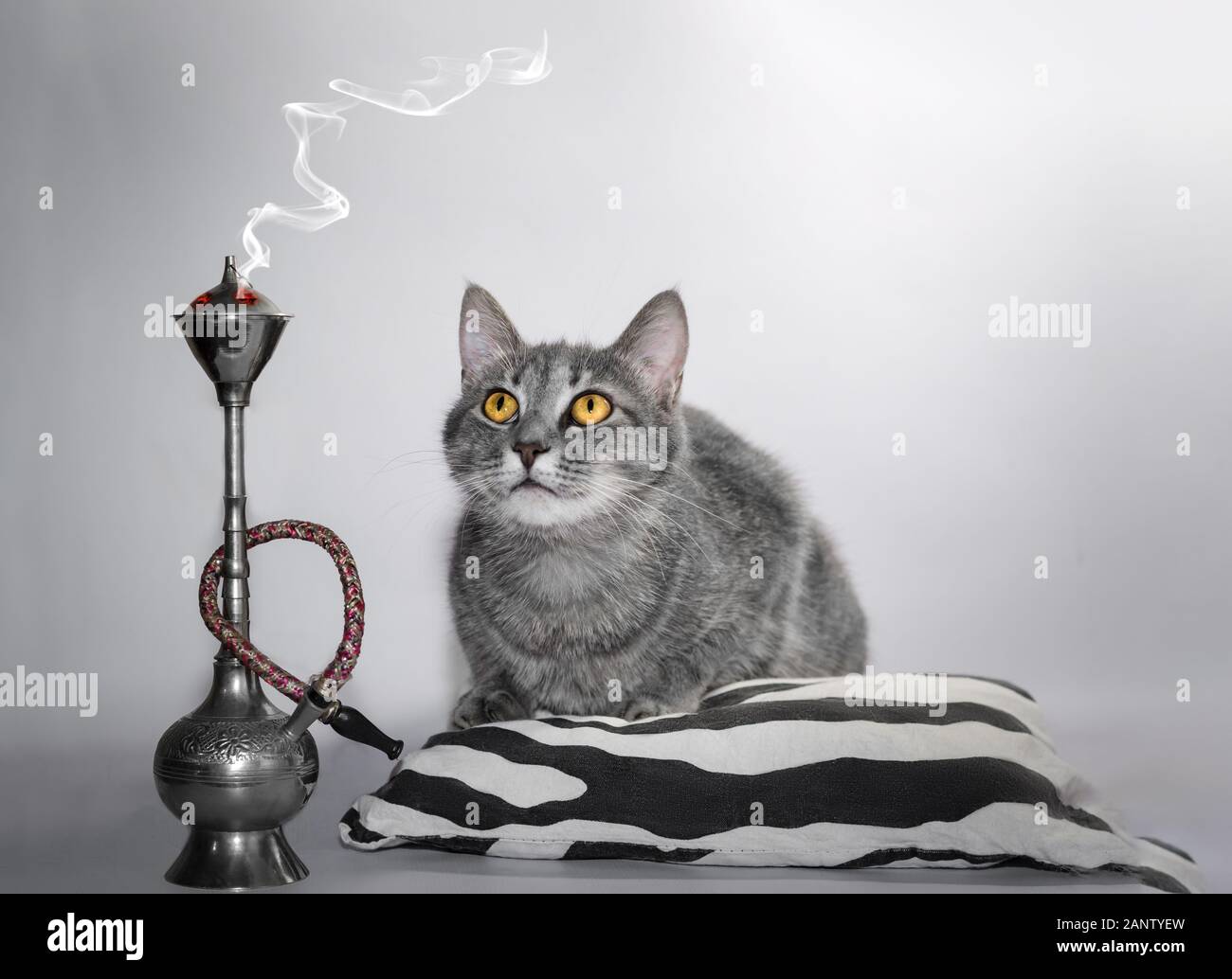 cat color silver tabby with bright yellow eyes sits on a striped black ...