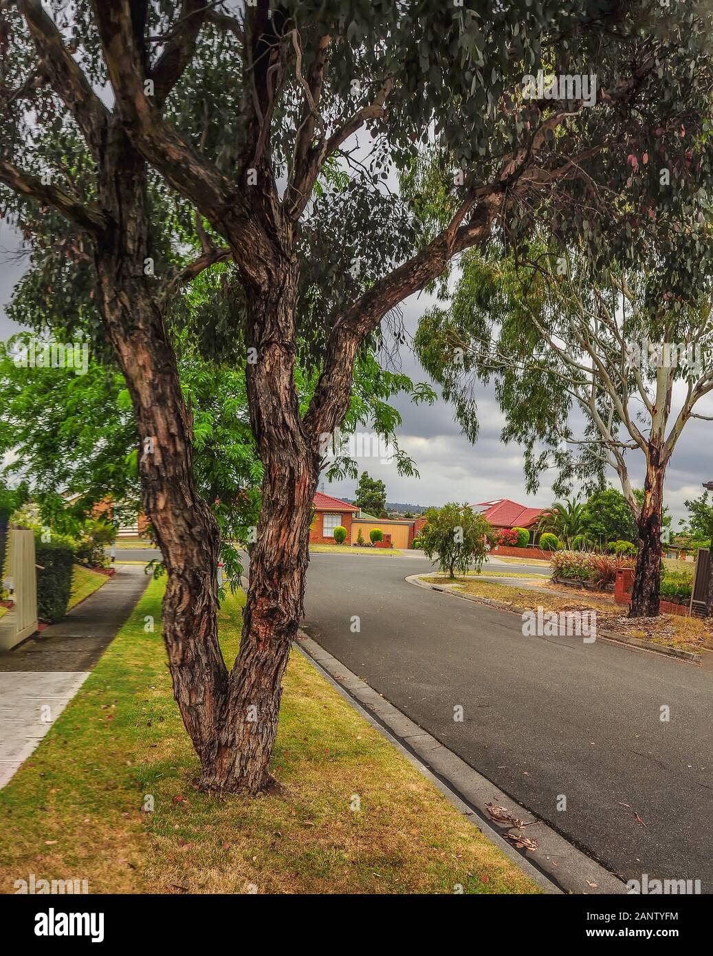 Melbournes trees hi-res stock photography and images - Alamy