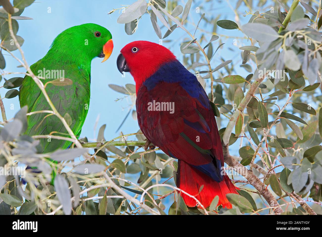 Female eclectus parrot hi-res stock photography and images - Alamy