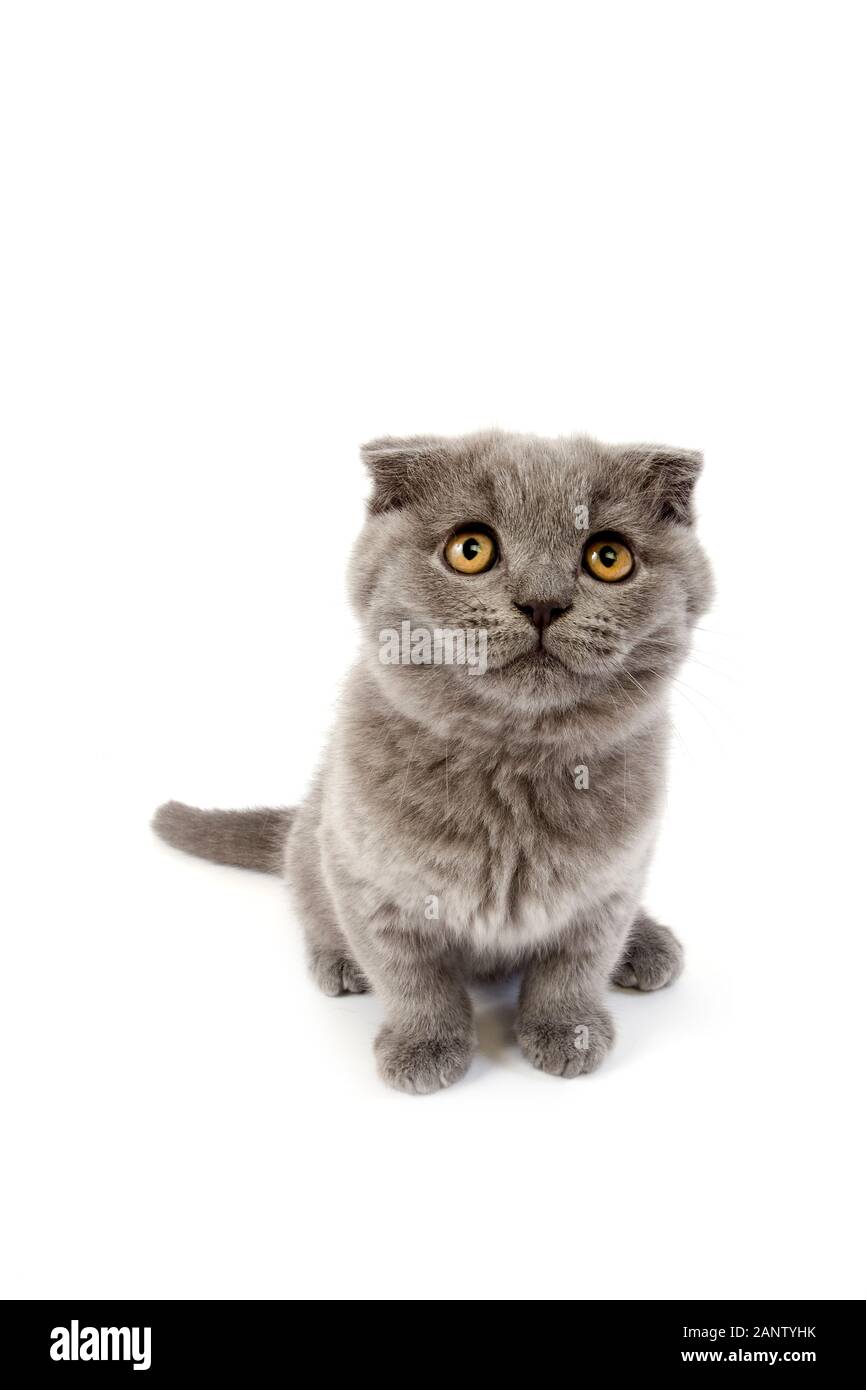 BLUE SCOTTISH FOLD DOMESTIC CAT, 2 MONTHS OLD KITTEN AGAINST WHITE ...