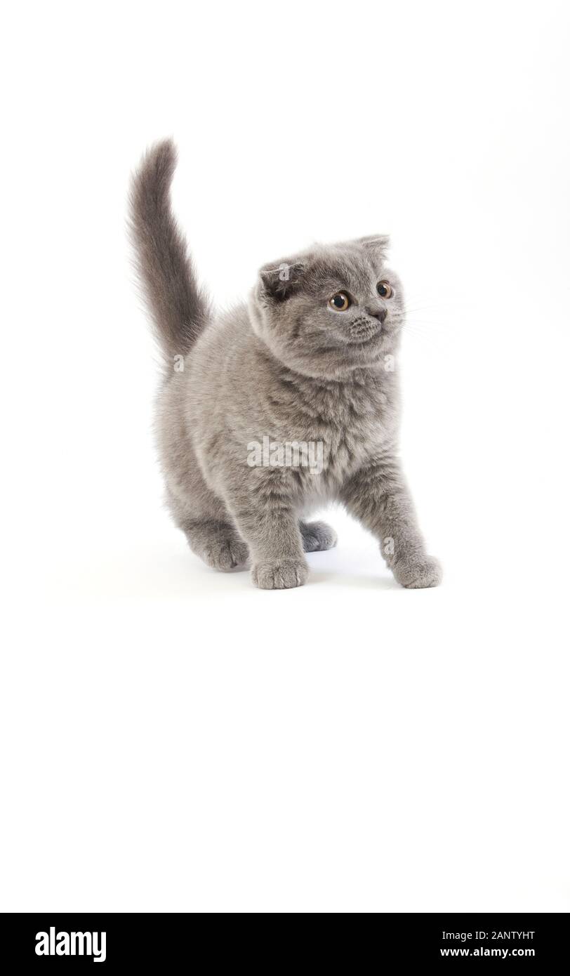 BLUE SCOTTISH FOLD DOMESTIC CAT, 2 MONTHS OLD KITTEN AGAINST WHITE ...