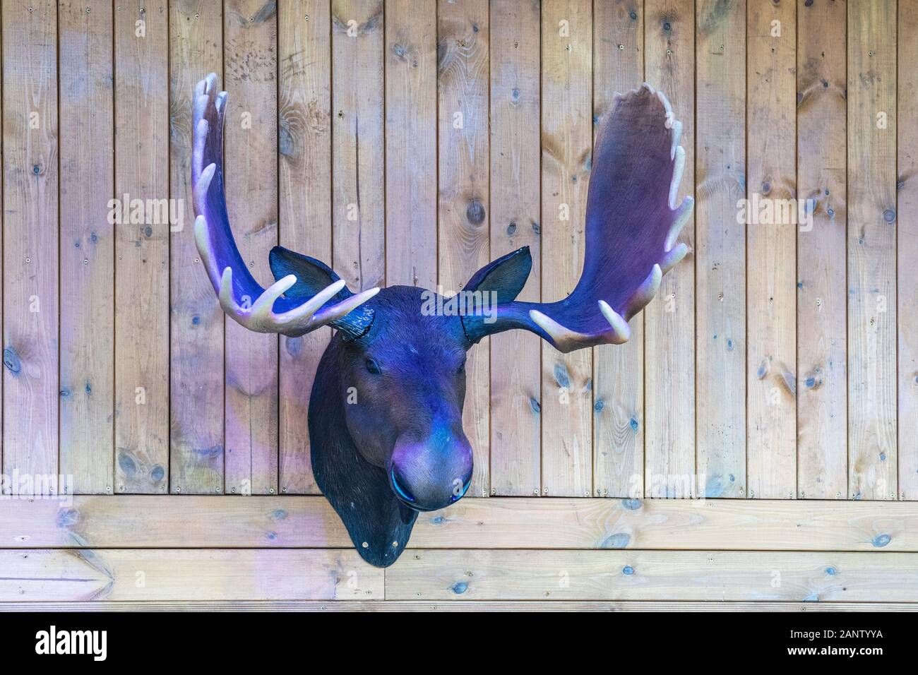 Artificial Moose head on the wall Stock Photo - Alamy