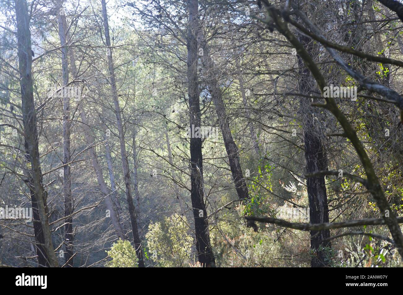 Mediterranean Aleppo pine forest in the mountains of La Marina (Alicante, southern Spain Stock ...