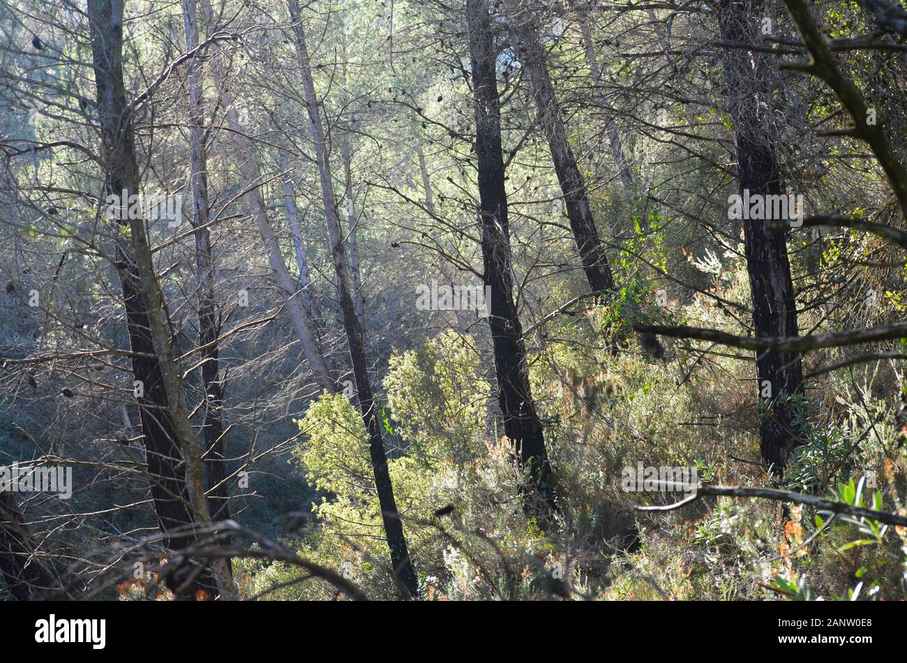 Mediterranean Aleppo pine forest in the mountains of La Marina (Alicante, southern Spain Stock ...