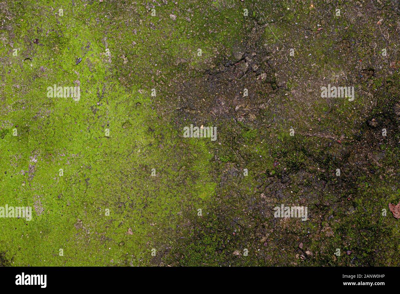 Stock photo texture background of cement covered with moss Stock Photo ...