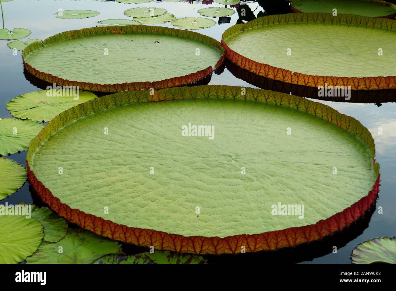 Large Longwood Water Platter Lily pad plants Stock Photo - Alamy