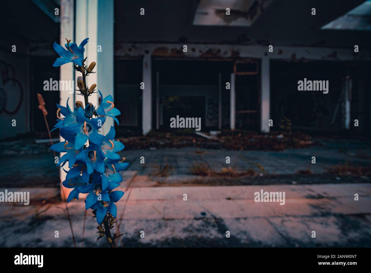 Destroyed building flower hi-res stock photography and images - Alamy