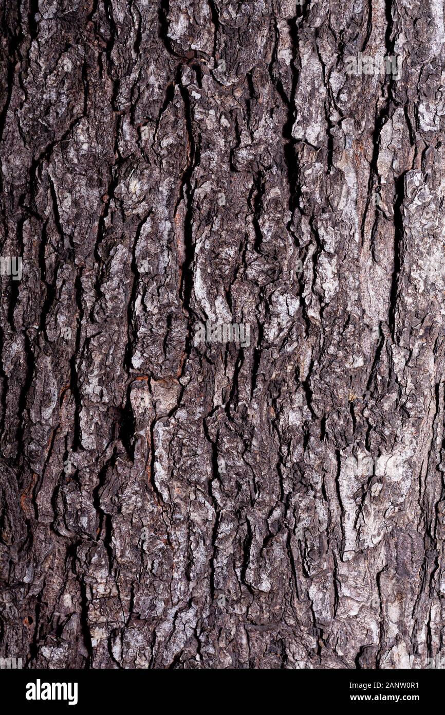 The texture of the tree bark is gray. Stock photo background bark close ...