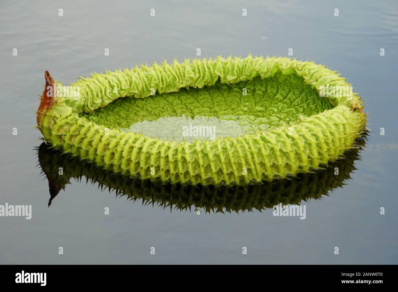 A young and newly formed Longwood Water Platter Lily pad Stock Photo ...