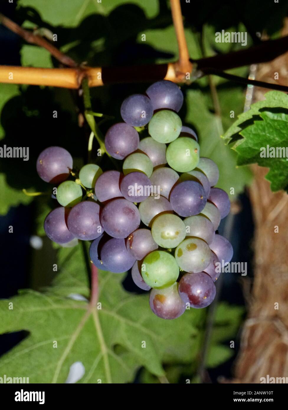 Cluster red fresh grapes hi-res stock photography and images - Alamy