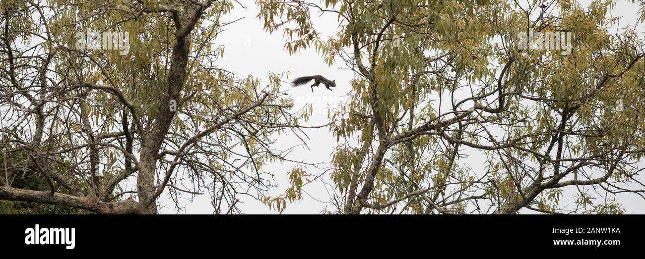 Squirrel jumping from tree tree hi-res stock photography and images - Alamy