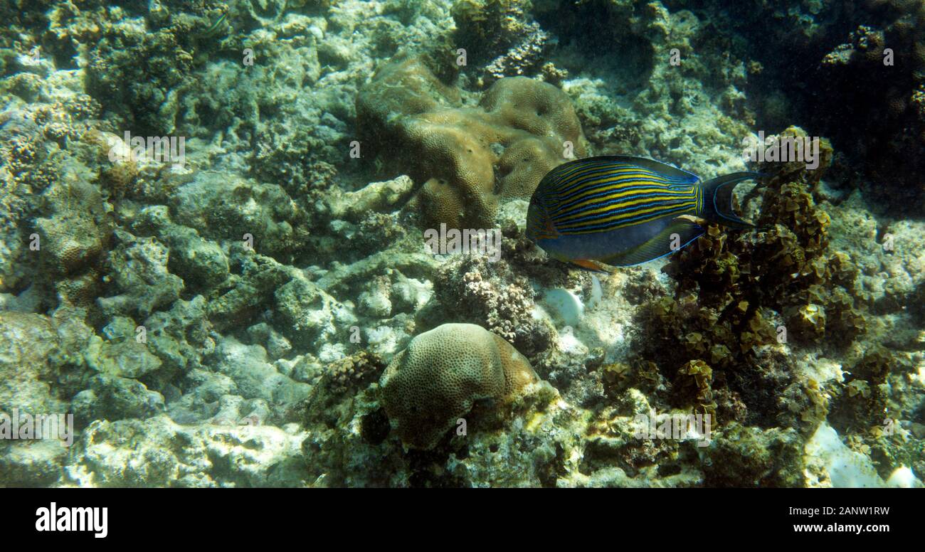 An Acanthurus lineatus fish eating algae in Seychelles Stock Photo - Alamy