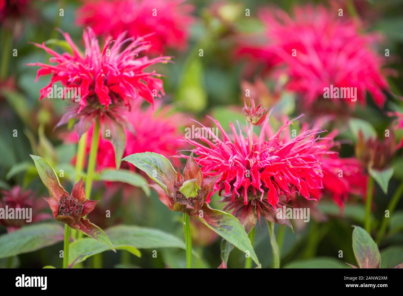 Scarlet monarda hi-res stock photography and images - Alamy