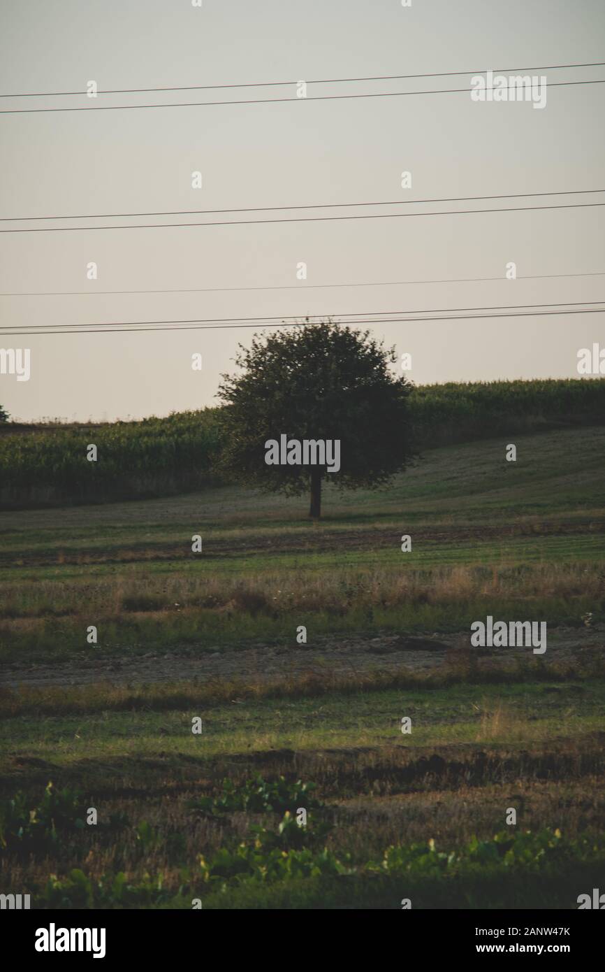 rural landscape with single tree growing in the empty field after ...