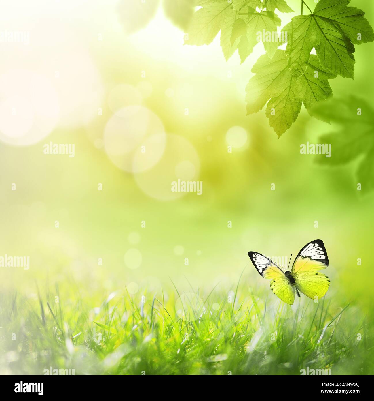 Blurred greenery background hi-res stock photography and images - Alamy