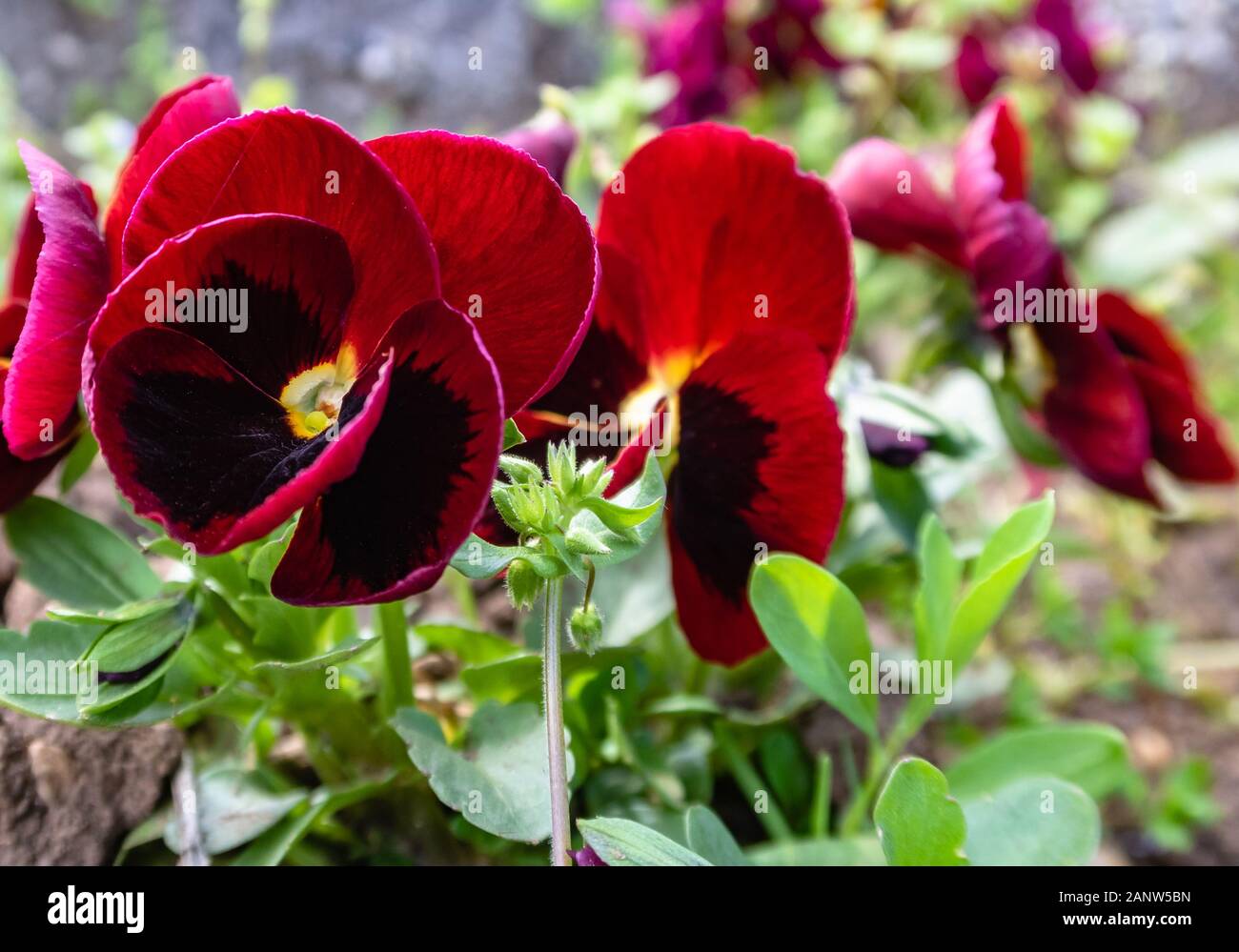 Yellow Black Pansies High Resolution Stock Photography and Images - Alamy