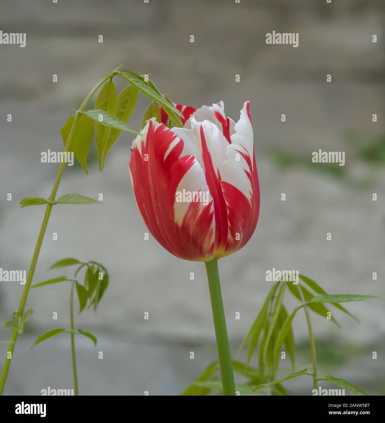 Red tulip petals in sunlight hi-res stock photography and images - Alamy
