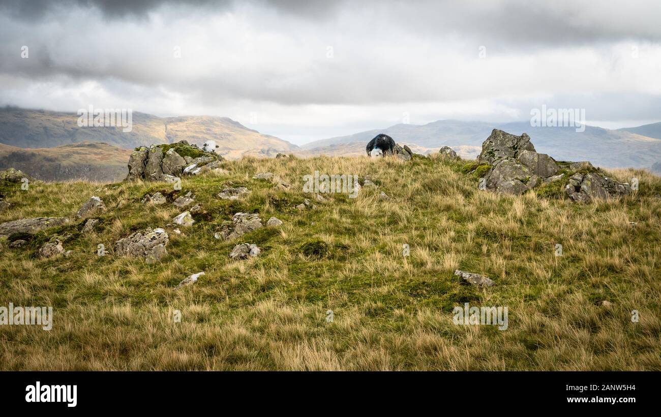 Herwick sheep lake hi-res stock photography and images - Alamy