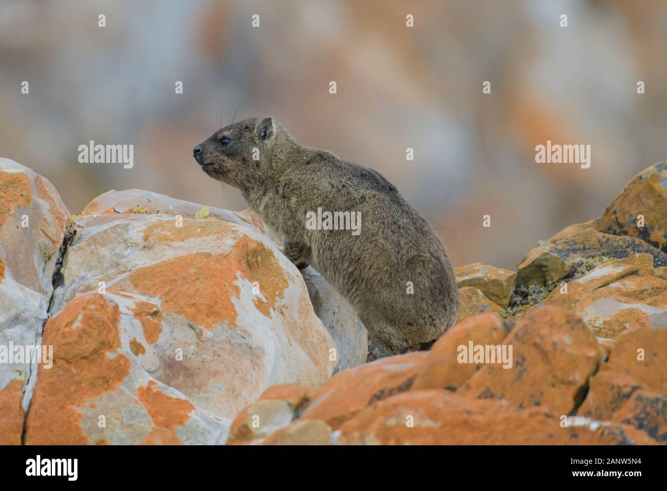 Rock hyrax dassie table mountain hi-res stock photography and images ...