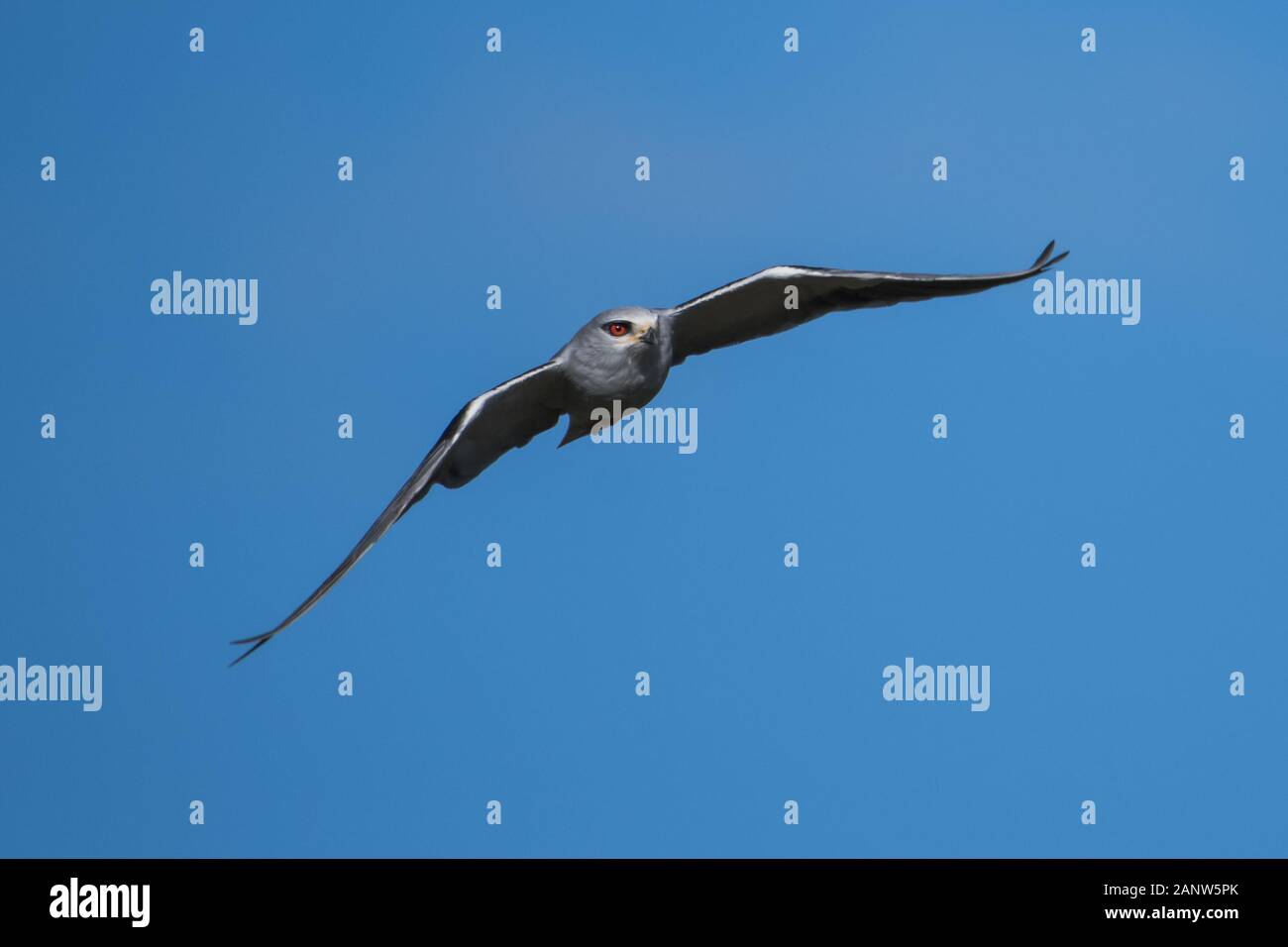 The black-winged kite (Elanus caeruleus Stock Photo - Alamy