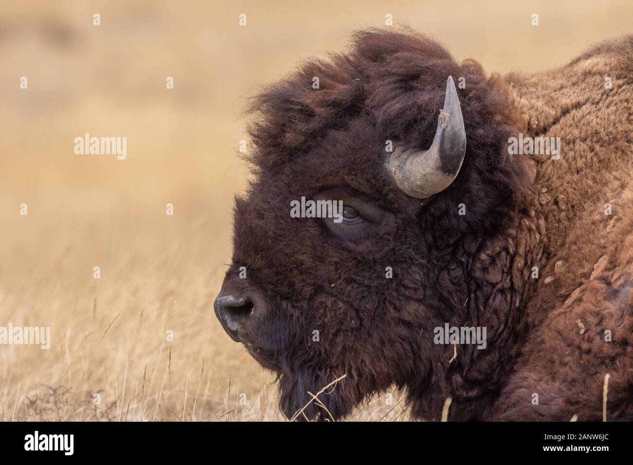 American Bison in Fall Stock Photo - Alamy