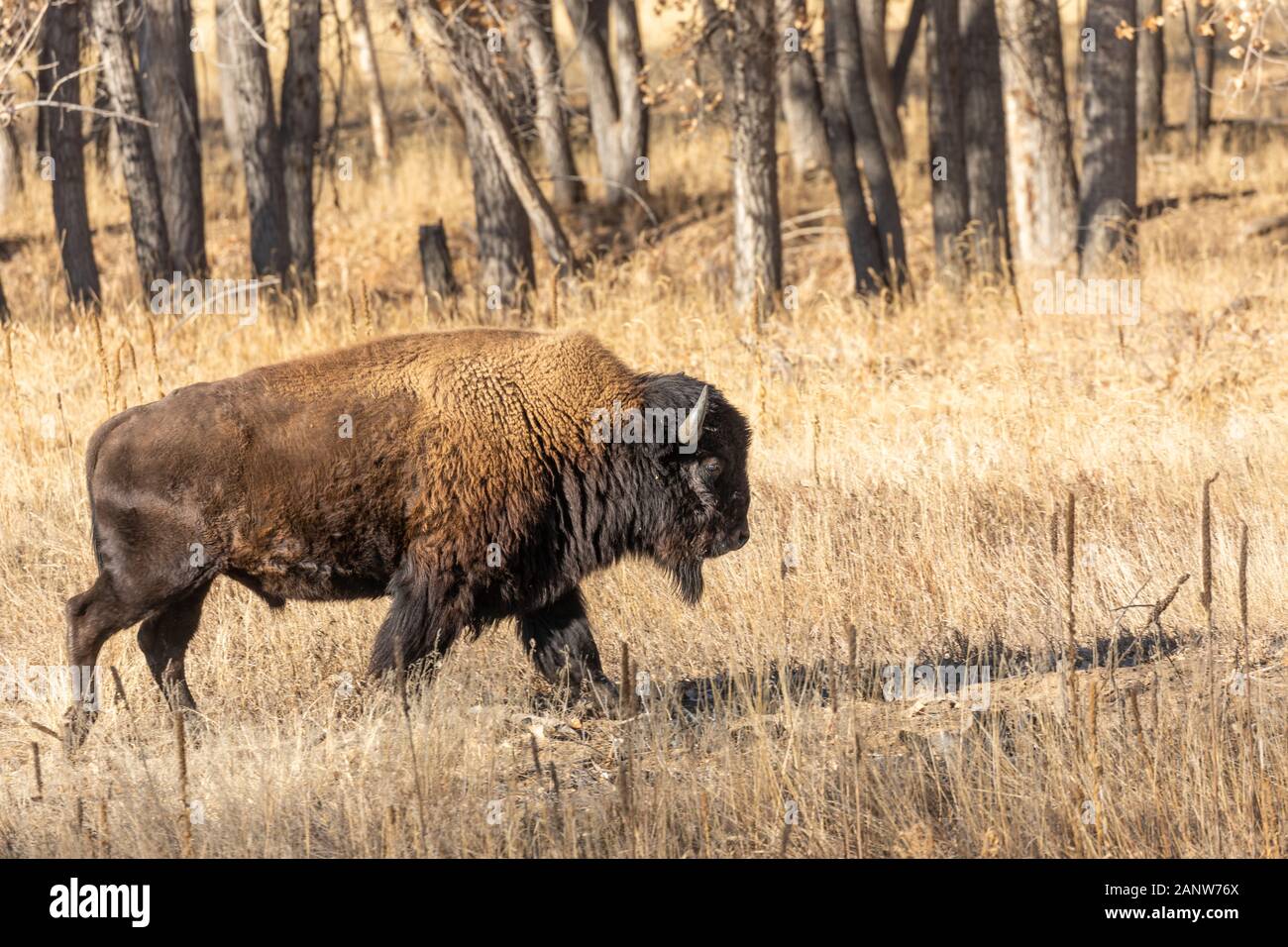 American Bison in Fall Stock Photo - Alamy