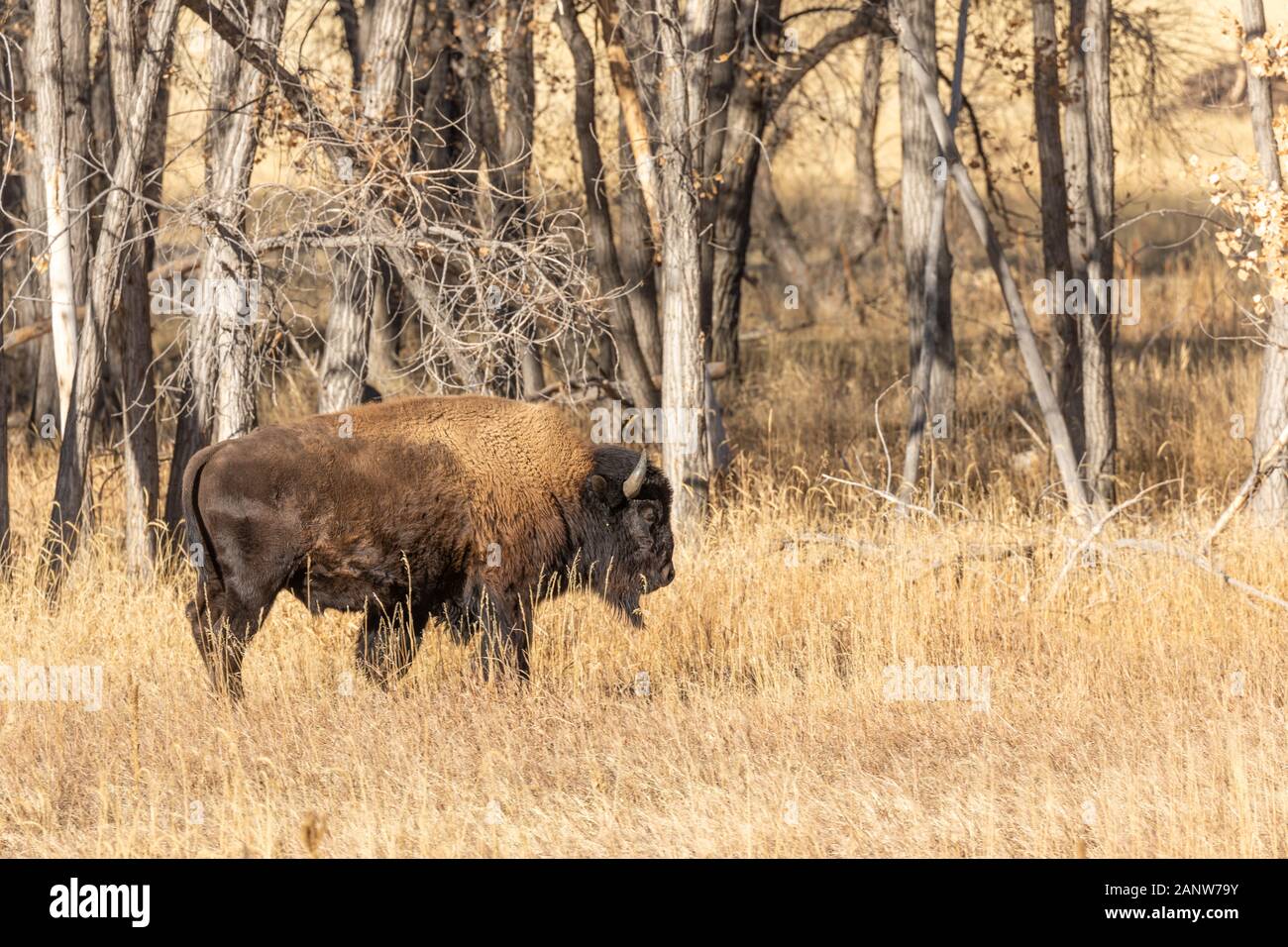 American Bison in Fall Stock Photo - Alamy