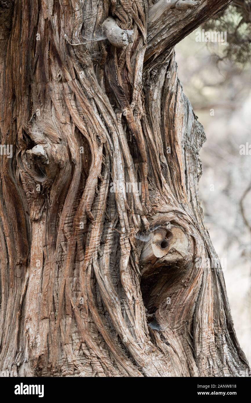 To the wrinkled and worn bark of a tree trunk in Smith Rock State Park ...