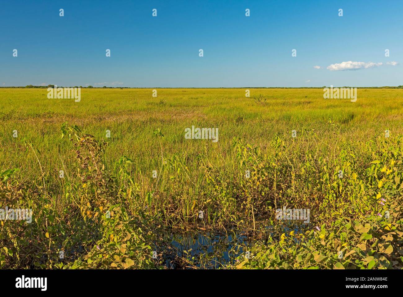Grasslands biome hi-res stock photography and images - Alamy