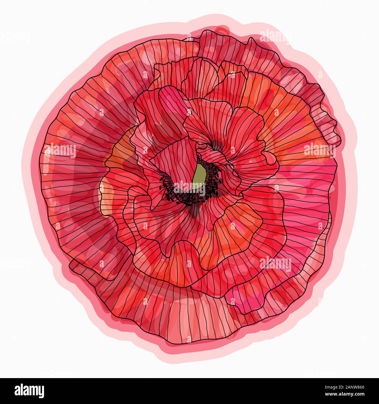 Ink, pencil, watercolor poppy flower sketch. Hand drawn nature painting ...