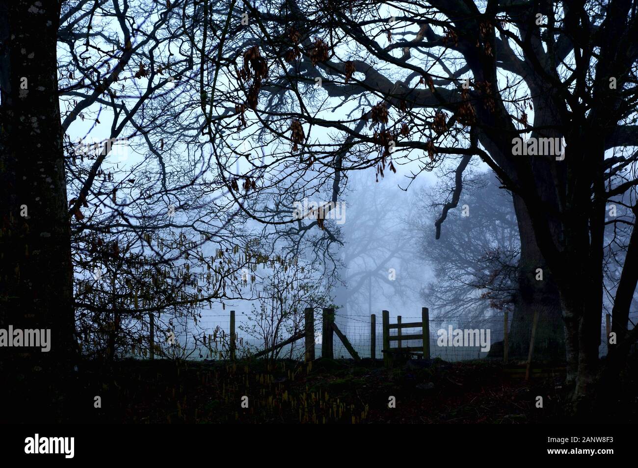 Style and woodland in mist Stock Photo - Alamy