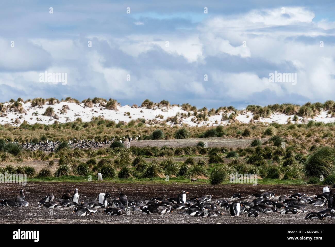 Waddle sea hi-res stock photography and images - Alamy