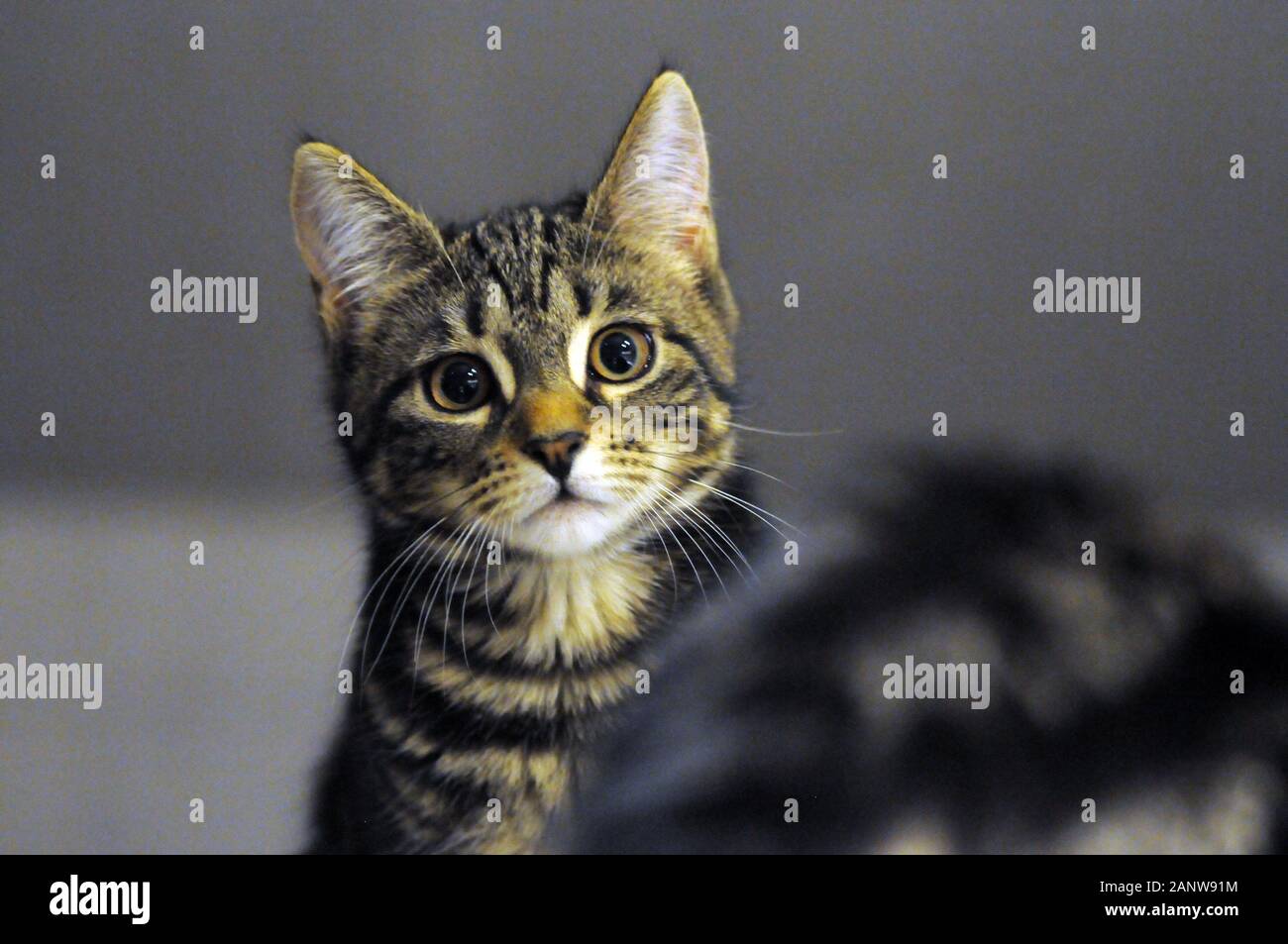 my beautiful Bengal cats Stock Photo - Alamy