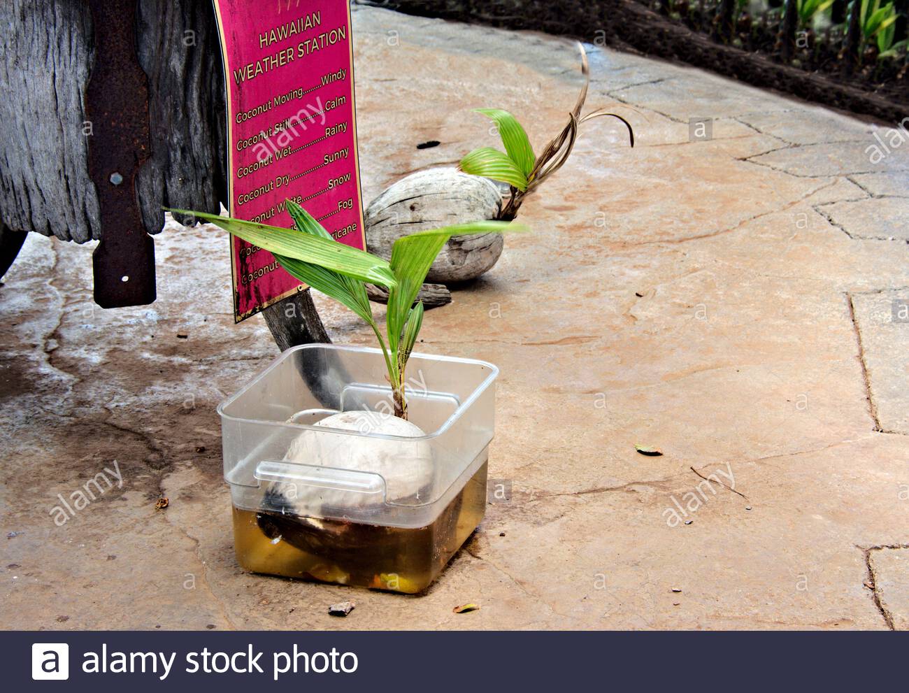 Germinating Coconut Stock Photos & Germinating Coconut Stock Images - Alamy