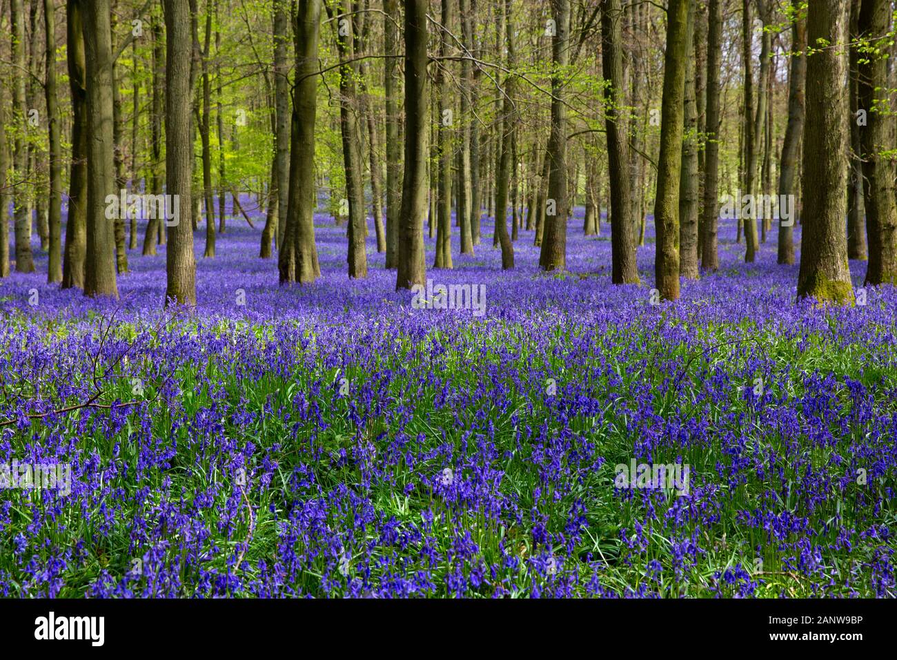 Beech tree woods filled with bluebell flowers in the Spring. Ashridge ...