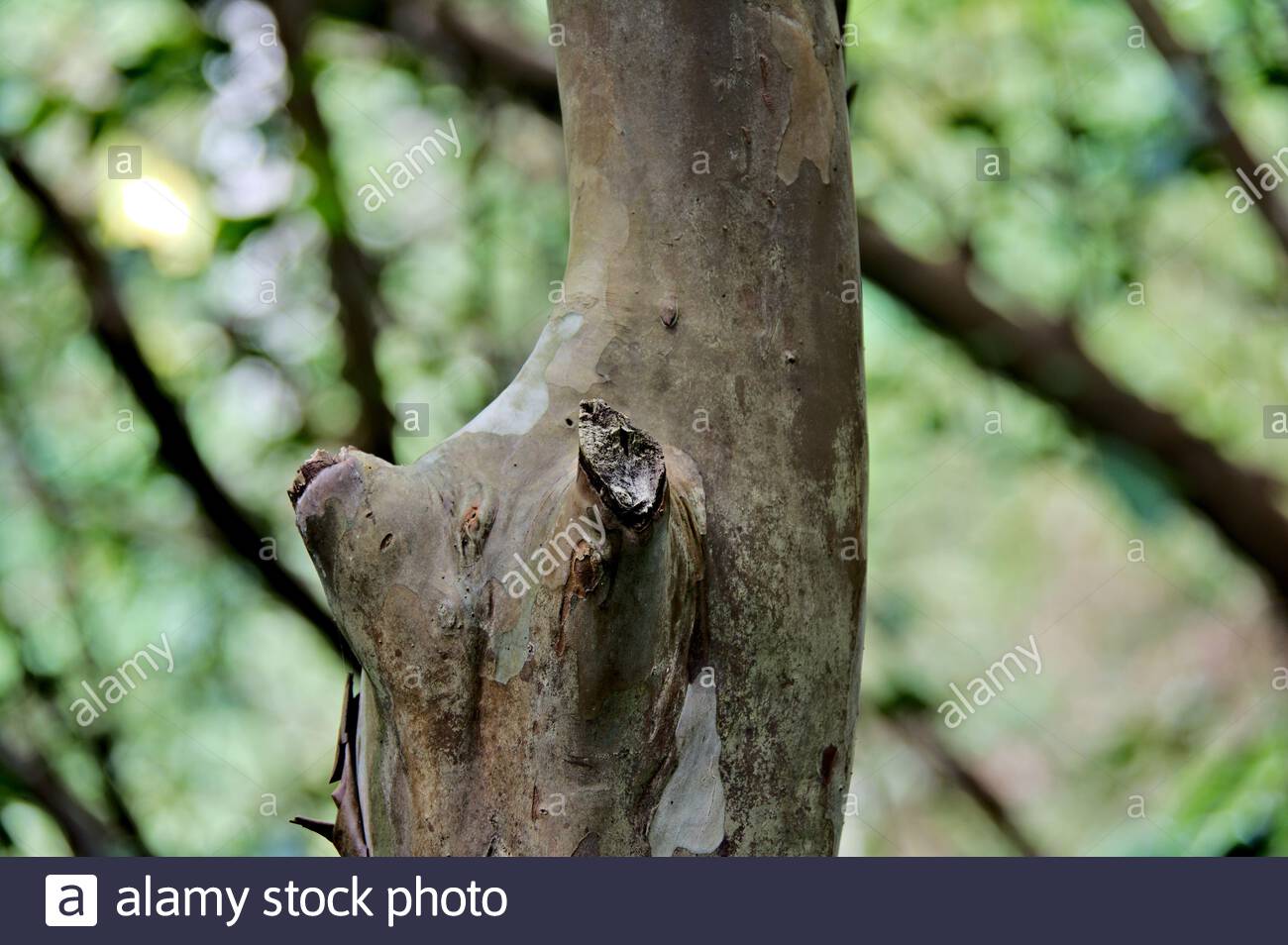 Rainforest Tree Bark Stock Photos & Rainforest Tree Bark Stock Images ...