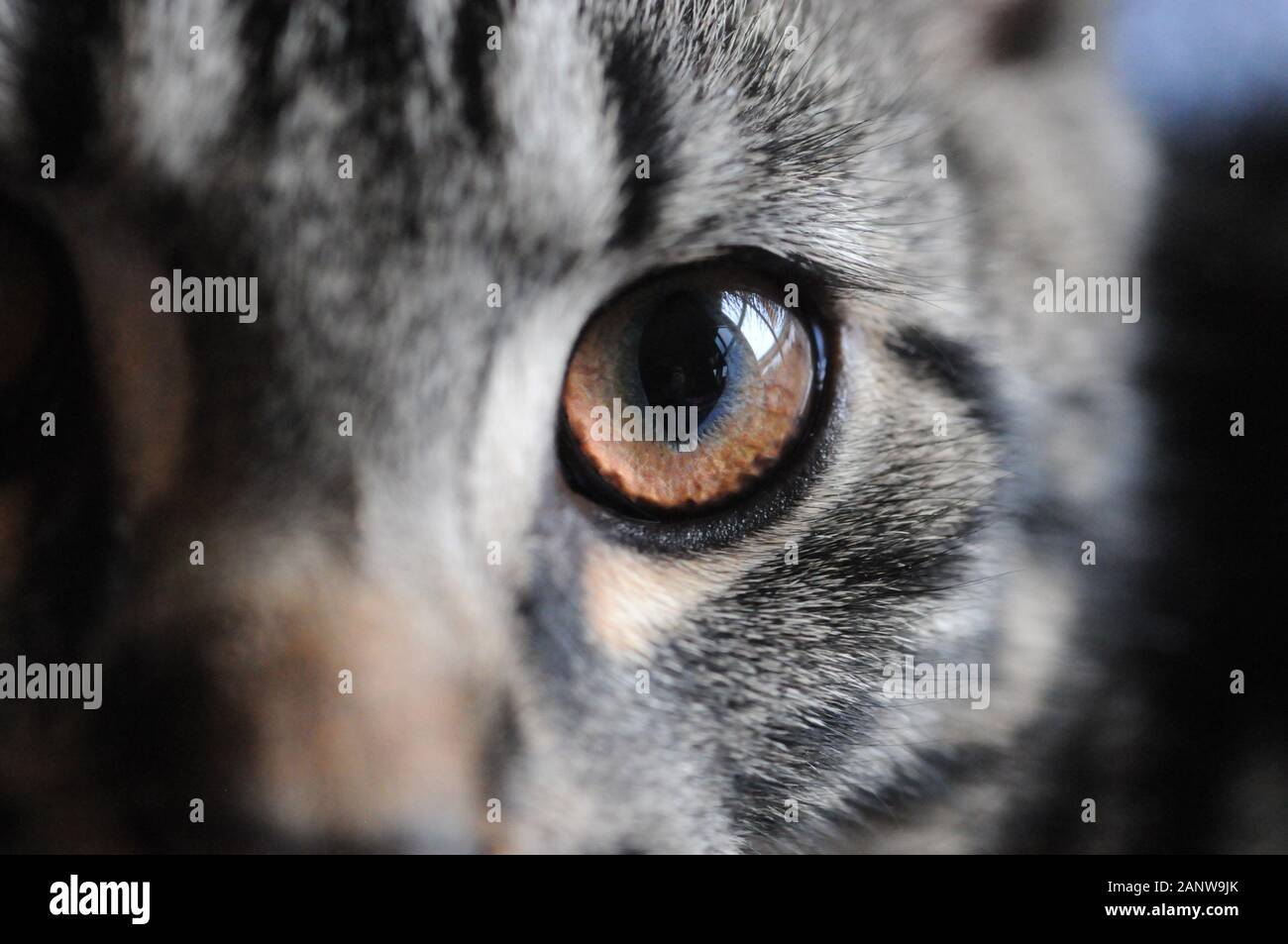 my beautiful Bengal cats Stock Photo - Alamy