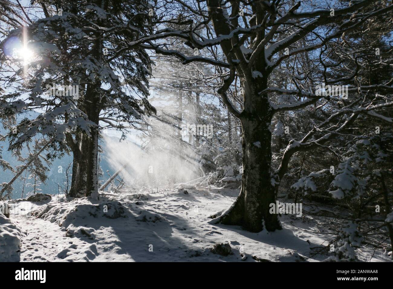 Snow falling of trees Stock Photo - Alamy