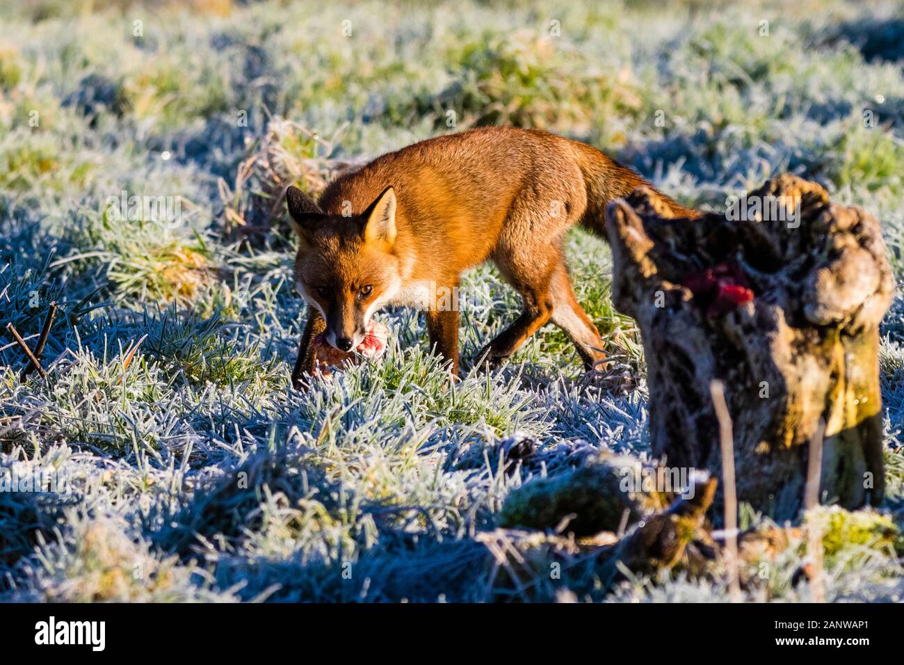 Male red fox foraging around a buzzard feeding area Stock Photo - Alamy