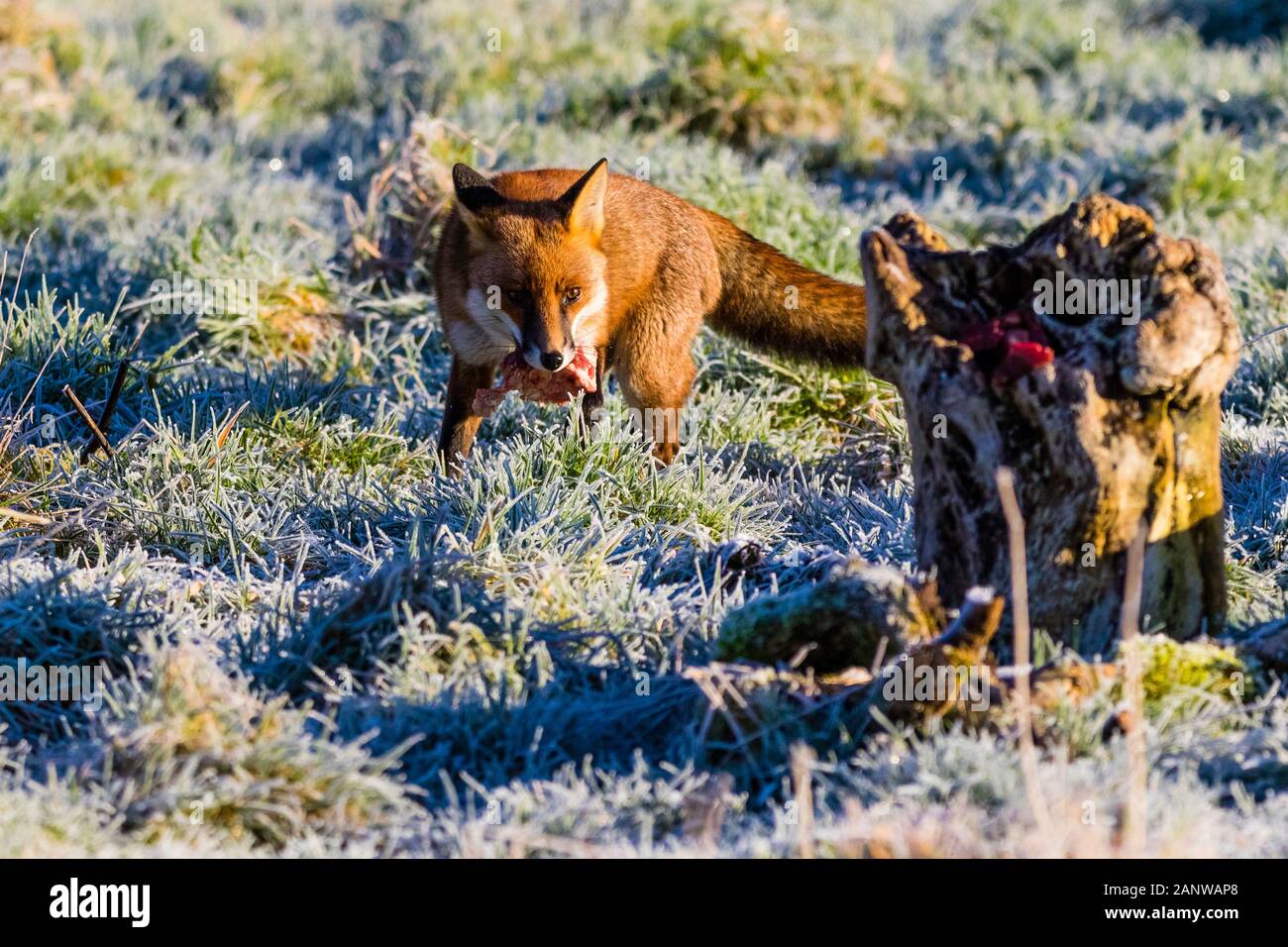 Male red fox foraging around a buzzard feeding area Stock Photo - Alamy