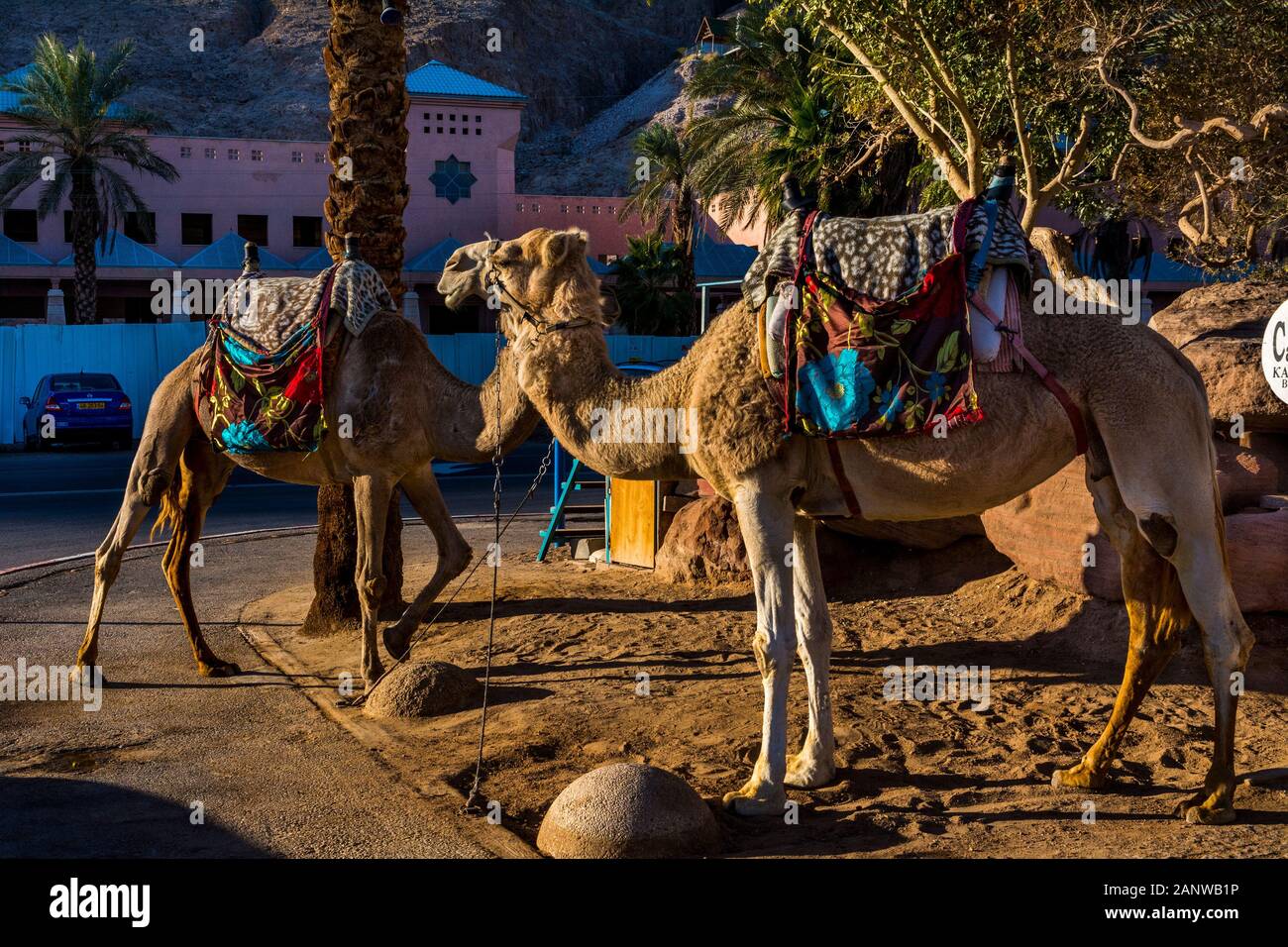 Camel with decorative saddle hi-res stock photography and images - Alamy