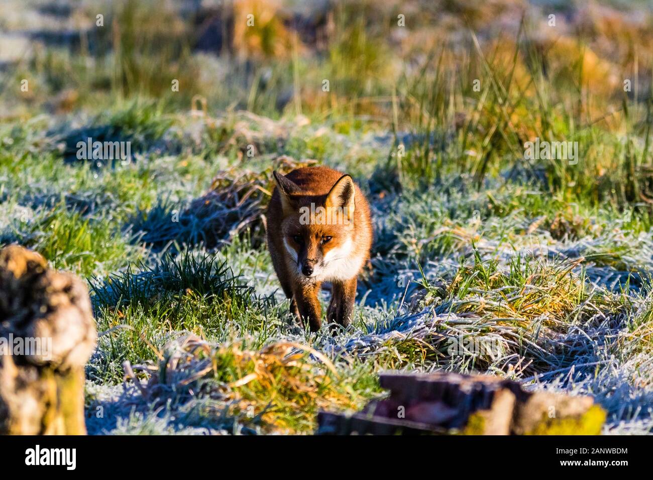 Male red fox foraging around a buzzard feeding area Stock Photo - Alamy