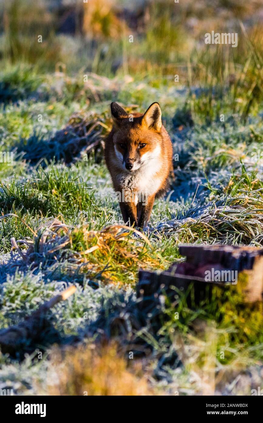 Male red fox foraging around a buzzard feeding area Stock Photo - Alamy