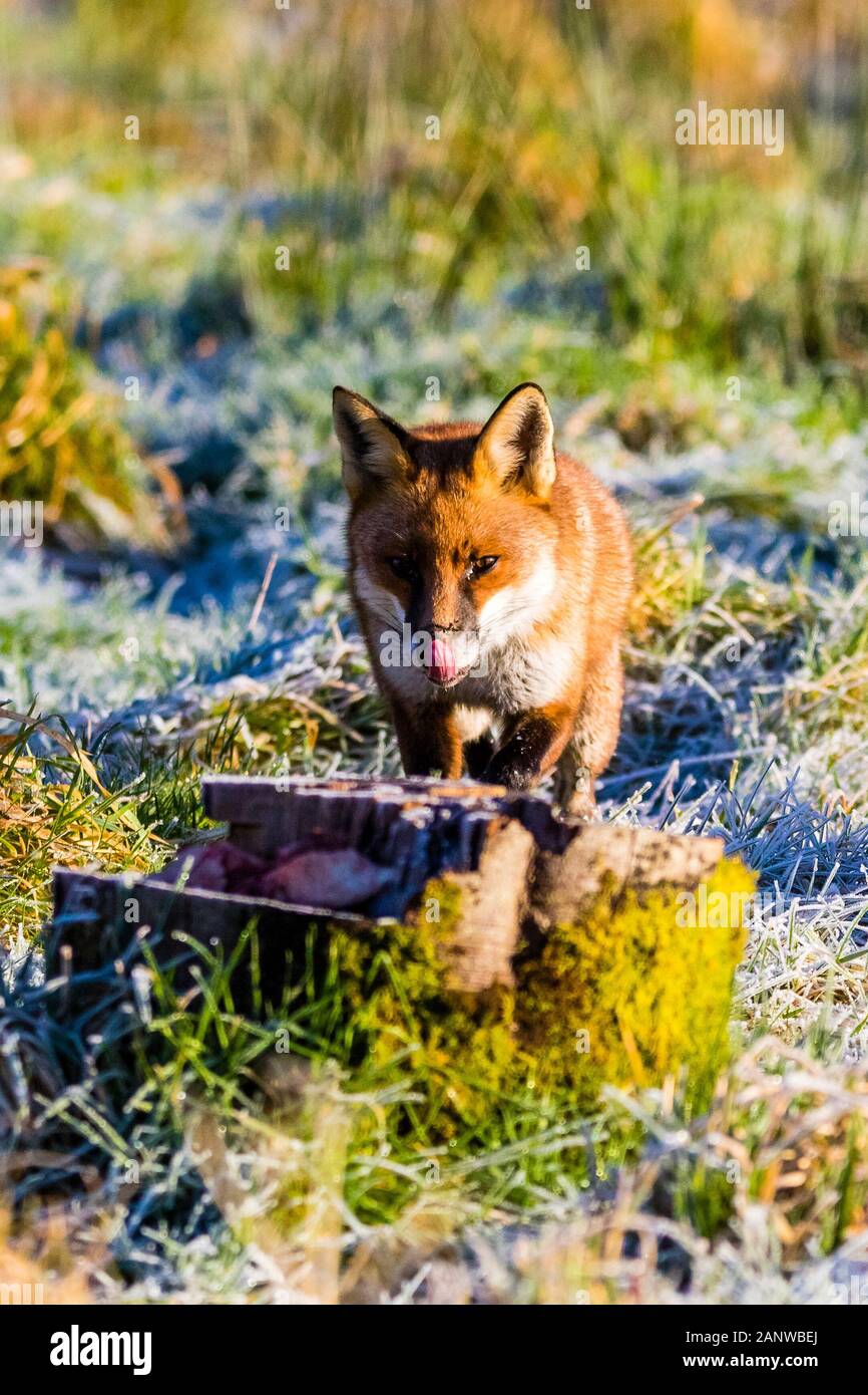 Fox Foraging High Resolution Stock Photography and Images - Alamy