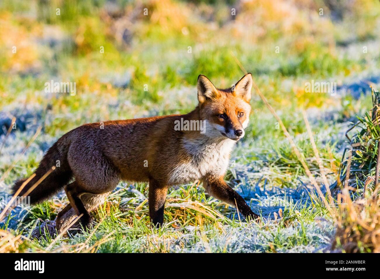 Male red fox foraging around a buzzard feeding area Stock Photo - Alamy
