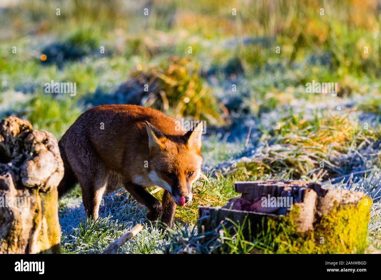 Male red fox foraging around a buzzard feeding area Stock Photo - Alamy
